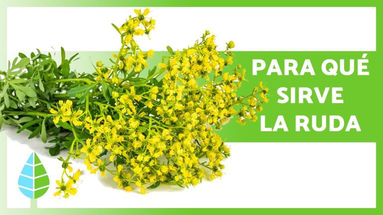 Beneficios del consumo de té de hierbas para la salud | SoloSalud.net